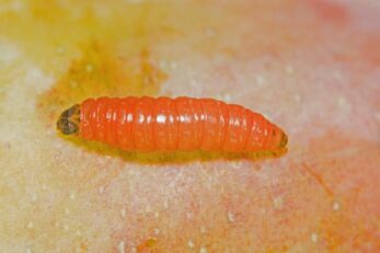 8 Common Plum Tree Pests - Minneopa Orchards