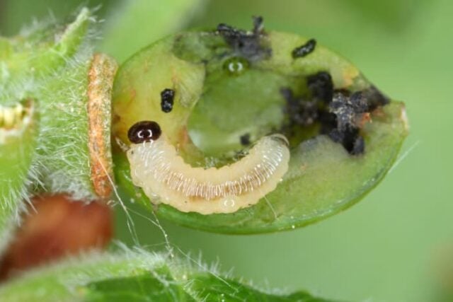 8 Common Plum Tree Pests - Minneopa Orchards