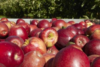 Best 23 Apple Orchards In Minnesota To Visit This Fall - Minneopa Orchards