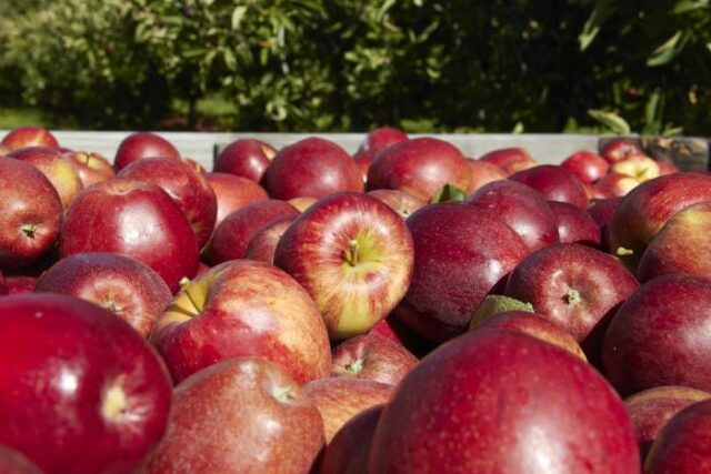 Best 23 Apple Orchards In Minnesota To Visit This Fall - Minneopa Orchards
