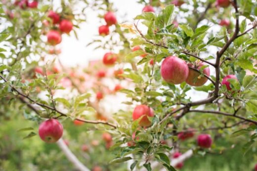 The Complete Apple Tree Care Guide: How to Grow and Care for Apple ...