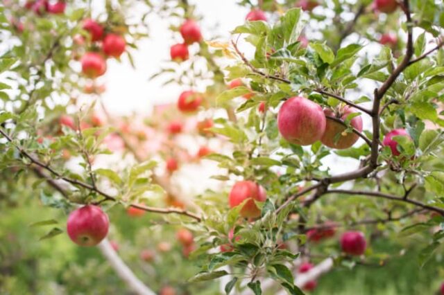 The Complete Apple Tree Care Guide: How to Grow and Care for Apple ...