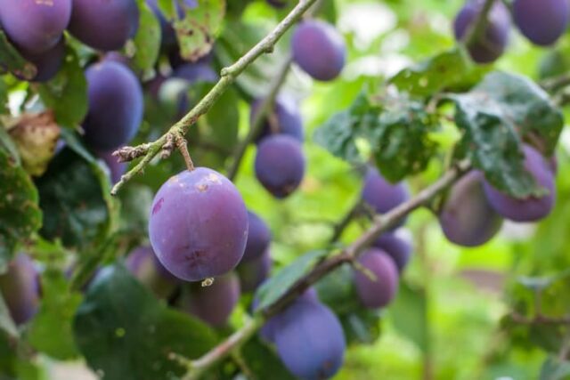 8 Common Plum Tree Pests - Minneopa Orchards