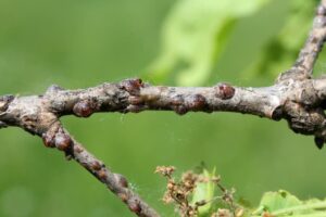 9 Common Blueberry Pests: How To Identify and Get Rid of Them ...