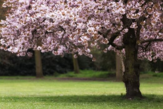 How to Grow a Cherry Tree: The Complete Guide - Minneopa Orchards
