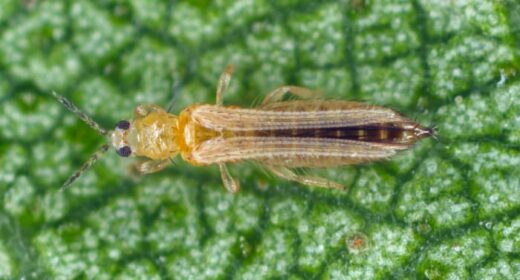 8 Common Plum Tree Pests - Minneopa Orchards