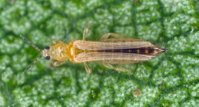 8 Common Plum Tree Pests - Minneopa Orchards