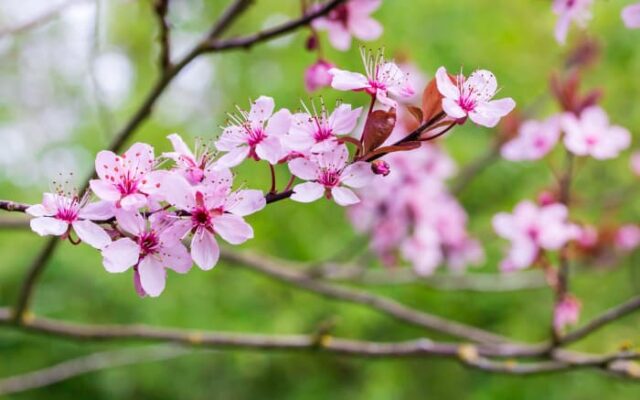21 Types of Plum Trees - Minneopa Orchards