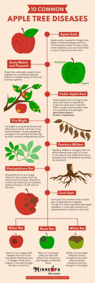 10 Common Apple Tree Diseases - Minneopa Orchards