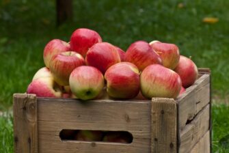 The Lady Alice Apple - Minneopa Orchards