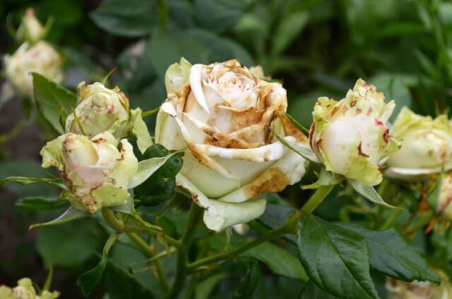 10 Common Blueberry Bush Diseases - Minneopa Orchards