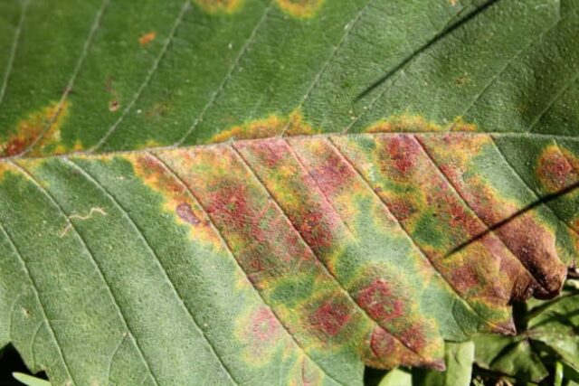 10 Common Cherry Tree Diseases - Minneopa Orchards
