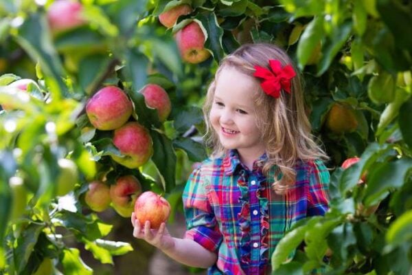 Country Blossom Farm: An Amazing Minnesota Farm - Minneopa Orchards