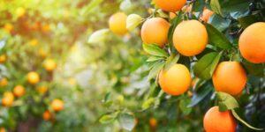 The 11 Best Orange Groves in Florida - Minneopa Orchards