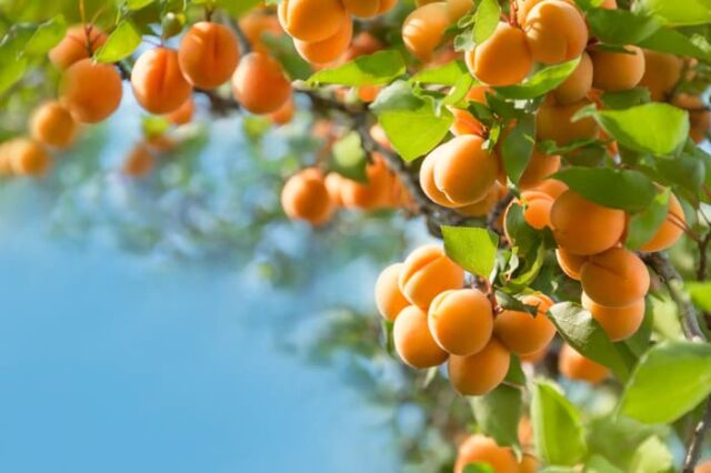 9 Types of Apricot Tree Pests - Minneopa Orchards