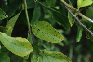 7 Common Grapefruit Tree Diseases - Minneopa Orchards