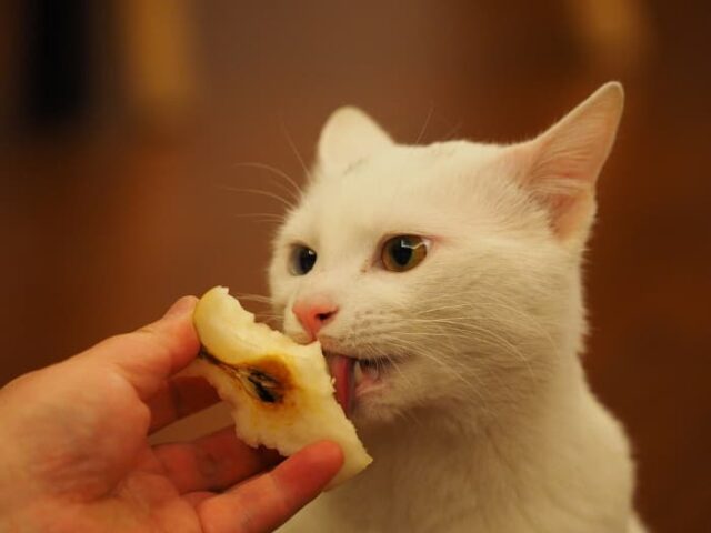 Can Cats Eat Apples? - Minneopa Orchards