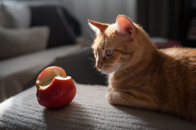 Can Cats Eat Apples? - Minneopa Orchards