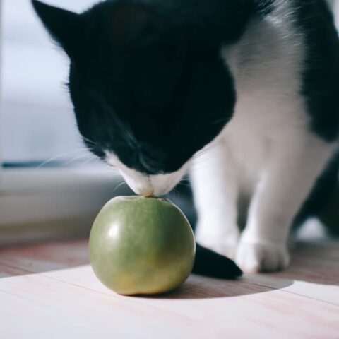 Can Cats Eat Apples? - Minneopa Orchards