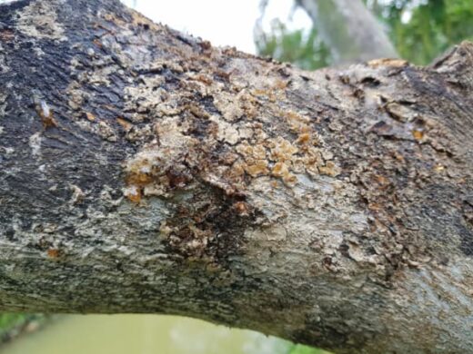 7 Common Grapefruit Tree Diseases - Minneopa Orchards