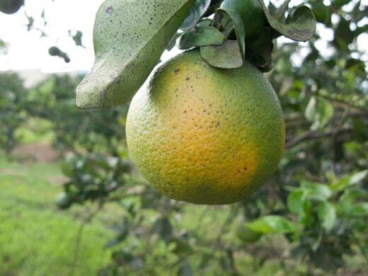 7 Common Grapefruit Tree Diseases - Minneopa Orchards