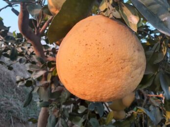 7 Common Grapefruit Tree Diseases - Minneopa Orchards