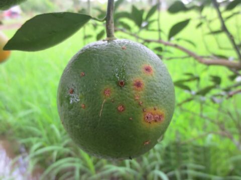 7 Common Grapefruit Tree Diseases - Minneopa Orchards