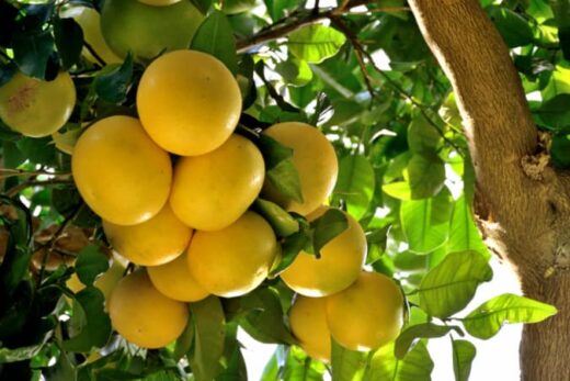 How to Grow a Grapefruit Tree: The Complete Guide - Minneopa Orchards