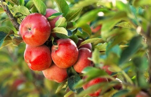 The Sheep's Nose Apple - Minneopa Orchards
