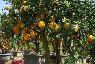 How to Grow a Grapefruit Tree: The Complete Guide - Minneopa Orchards