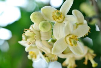 The Star Ruby Grapefruit Tree - Minneopa Orchards