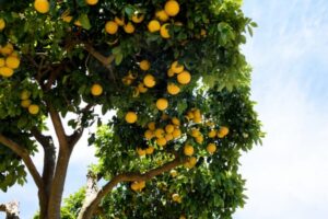 How to Grow a Grapefruit Tree: The Complete Guide - Minneopa Orchards