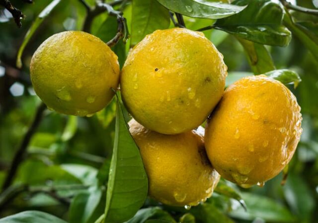 The Melogold Grapefruit Tree - Minneopa Orchards
