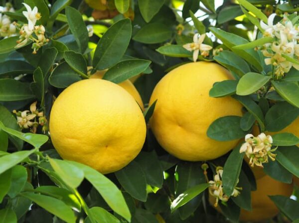 The Duncan Grapefruit Tree - Minneopa Orchards