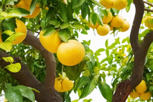 How to Tell if Grapefruit is Ripe - Minneopa Orchards