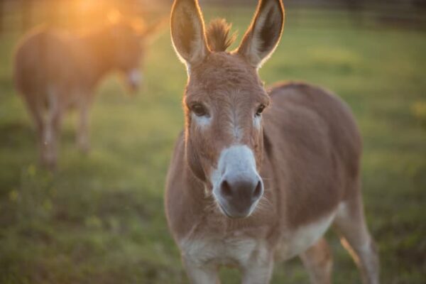 LuceLine Orchard: A Great Minnesota Orchard - Minneopa Orchards