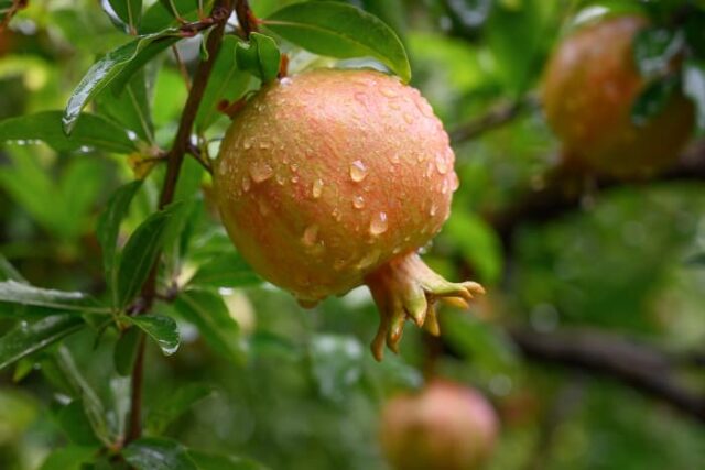 The Eversweet Pomegranate Tree - Minneopa Orchards