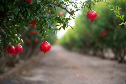 How to Grow a Pomegranate Tree: The Complete Guide - Minneopa Orchards