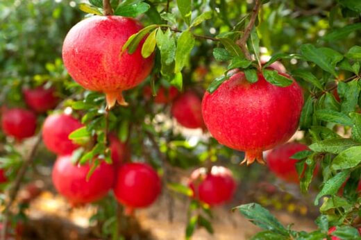 How to Tell if a Pomegranate is Ripe - Minneopa Orchards