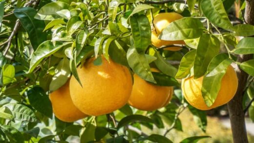 How to Grow a Grapefruit Tree: The Complete Guide - Minneopa Orchards