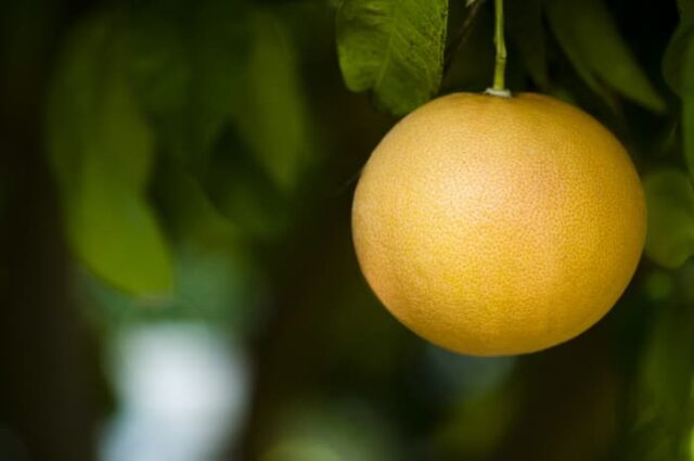 How to Grow a Grapefruit Tree: The Complete Guide - Minneopa Orchards
