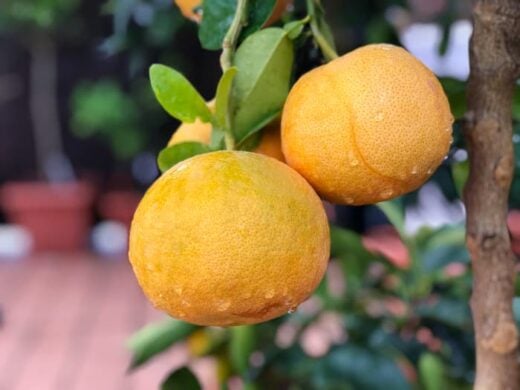 The Star Ruby Grapefruit Tree - Minneopa Orchards