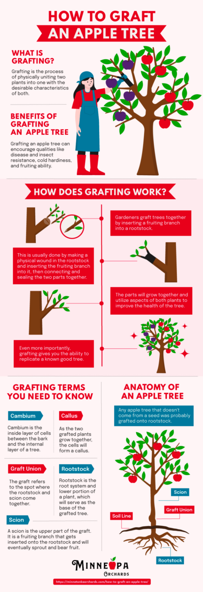 How to Graft an Apple Tree: A Complete Guide - Minneopa Orchards