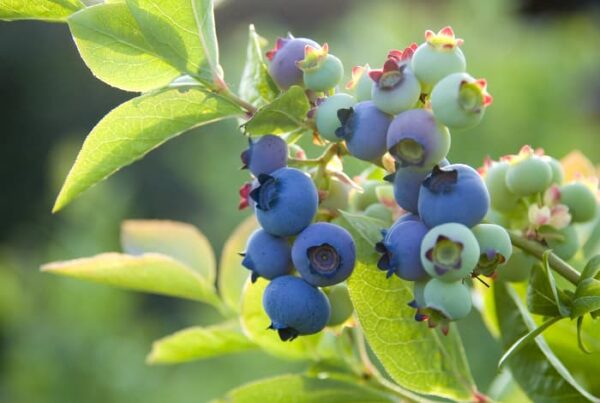 The Pink Icing Blueberry - Minneopa Orchards