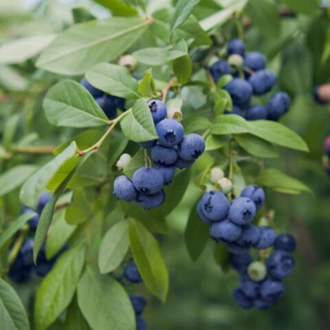 The Northcountry Blueberry - Minneopa Orchards