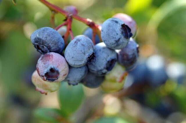 The Ochlockonee Blueberry - Minneopa Orchards