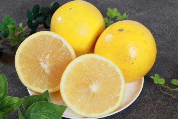 The Marsh Grapefruit Tree - Minneopa Orchards