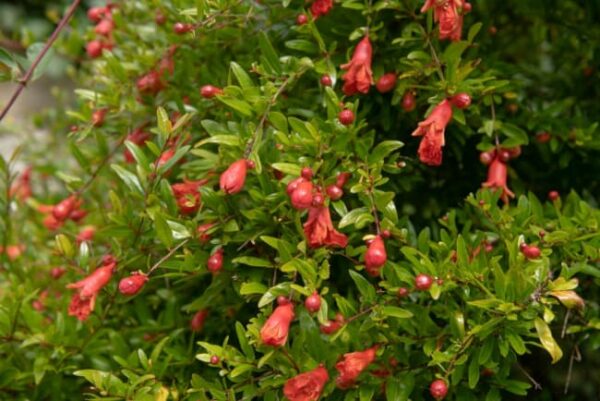 All About the Dwarf Pomegranate - Minneopa Orchards
