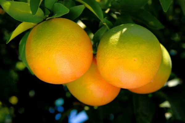 How to Prune a Grapefruit Tree - Minneopa Orchards