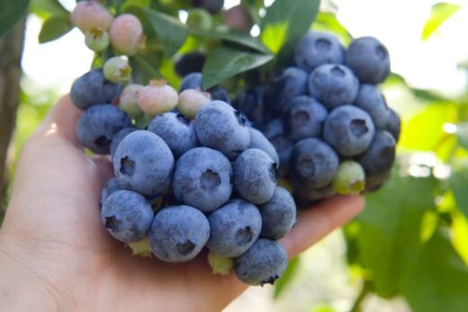 The Liberty Blueberry - Minneopa Orchards